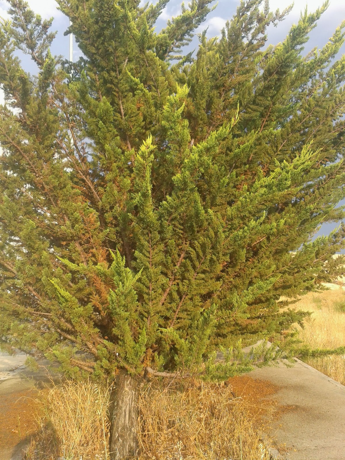 El tio yerbas: Ciprés