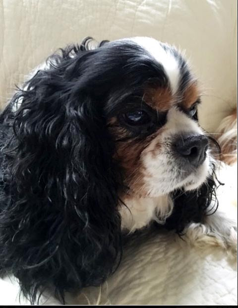 Four legged friends (and enemies): California: Cavalier King Charles ...