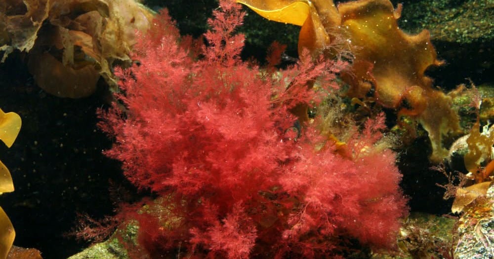 Grupo das Criptógamas