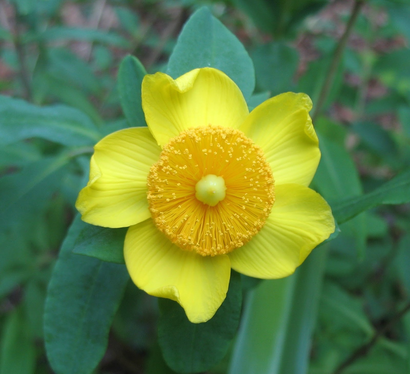 Hypericum Frondosum Native