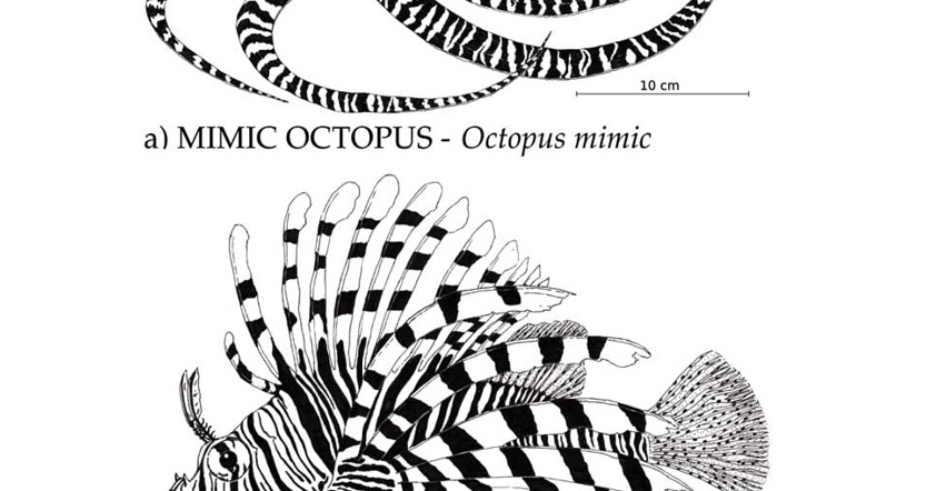 Mimic Coloring Page Coloring Pages