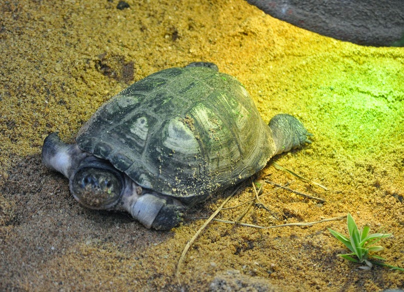 ZOOTOGRAFIANDO (5.750 ANIMALS): TORTUGA DE FANGO AFRICANA OCCIDENTAL ...