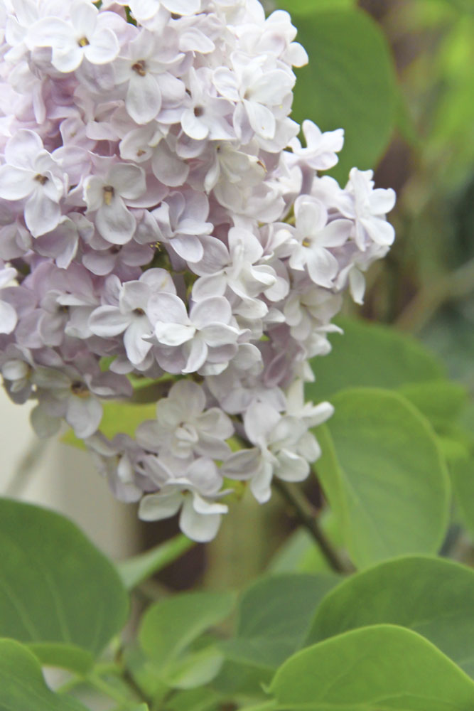 Kender du Michel Büchner?