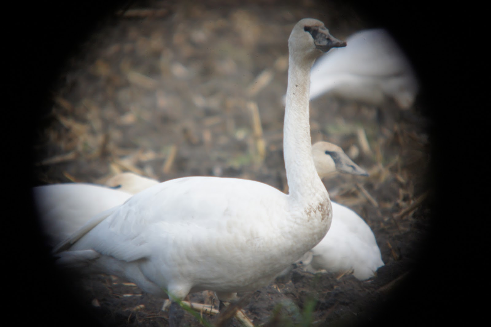 Bellingham Field Journal: Trumpeter Swans and Snow Geese