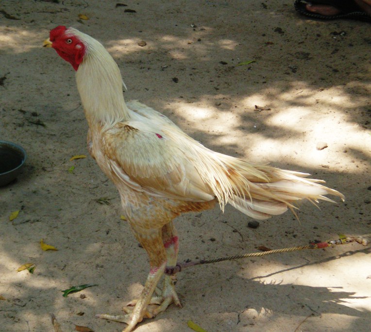 KING GHAZI: Indian Asil