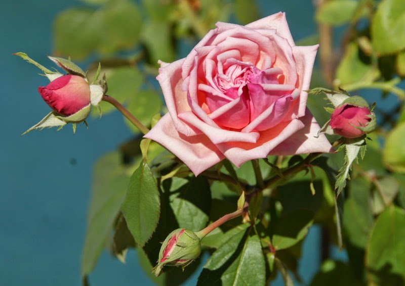 Organic Garden Dreams: October Roses