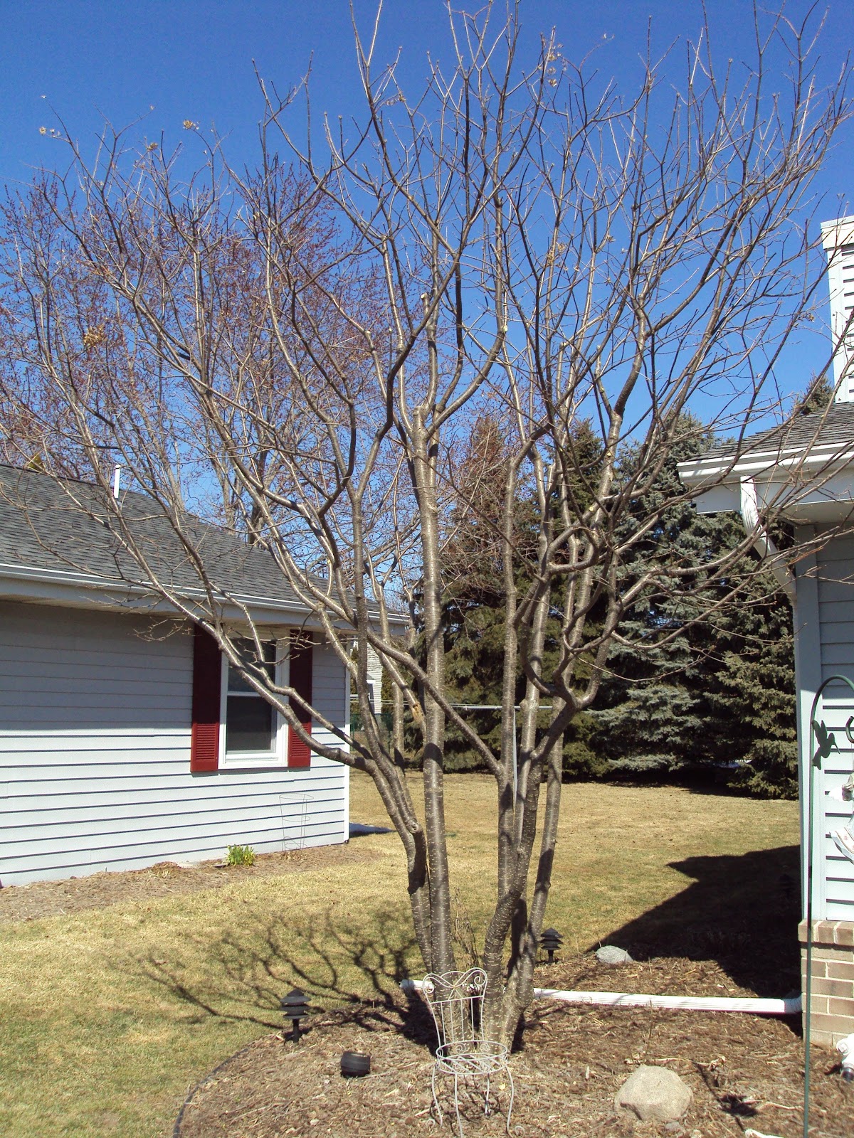 "Goodness in the Garden": "Yes! You Can" - Pruning the Canopy of a Tree