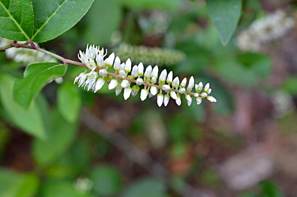 Space Coast Wildflowers: March 2014