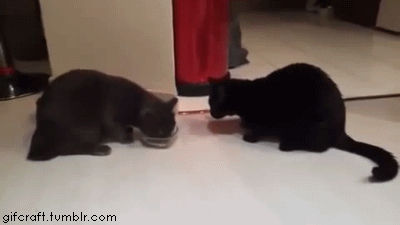 Super David Producciónes: Gifs de pelea de gatos v.s gatos