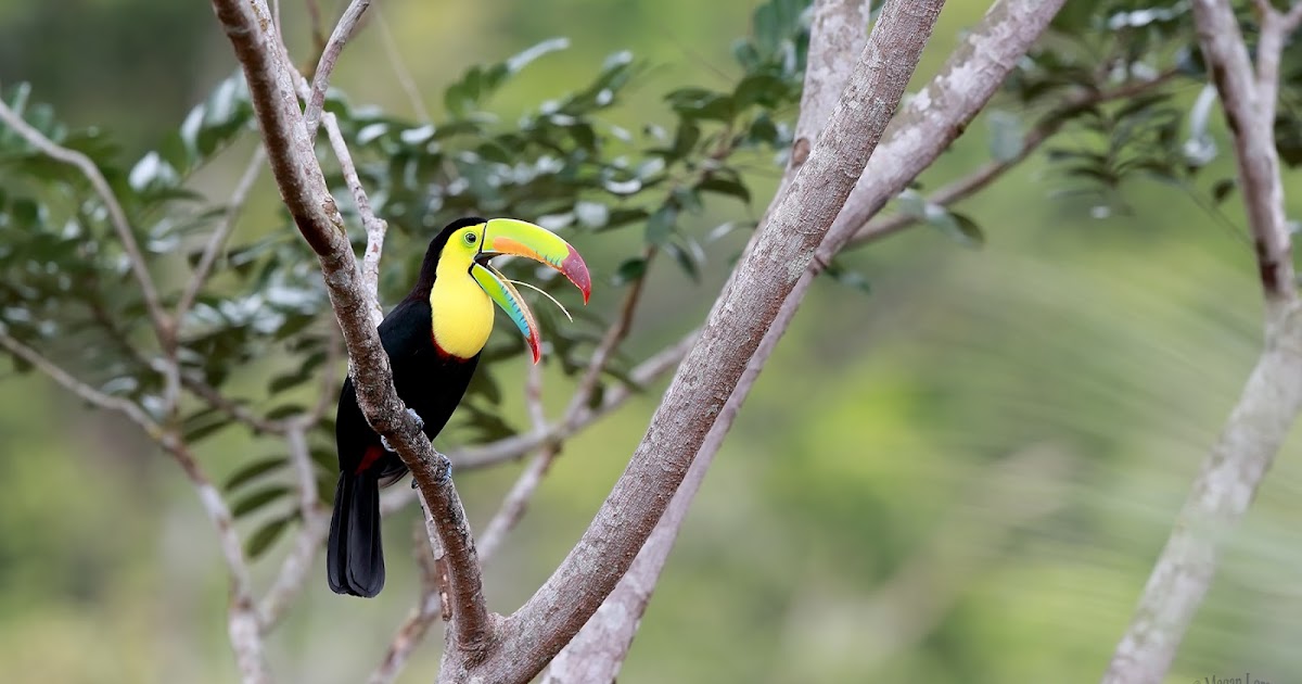 MLorenz Photography: Talking Toucan