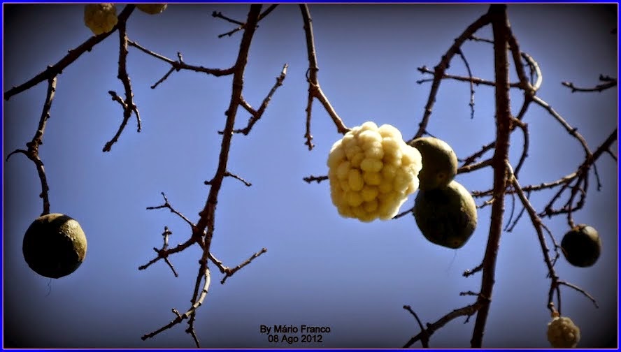 Meu Cantinho Verde: PAINEIRA - ( Ceiba speciosa )