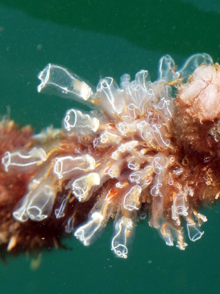 Taxonomia Comunidad Valenciana: Phylum Chordata Clase Ascidiacea y ...