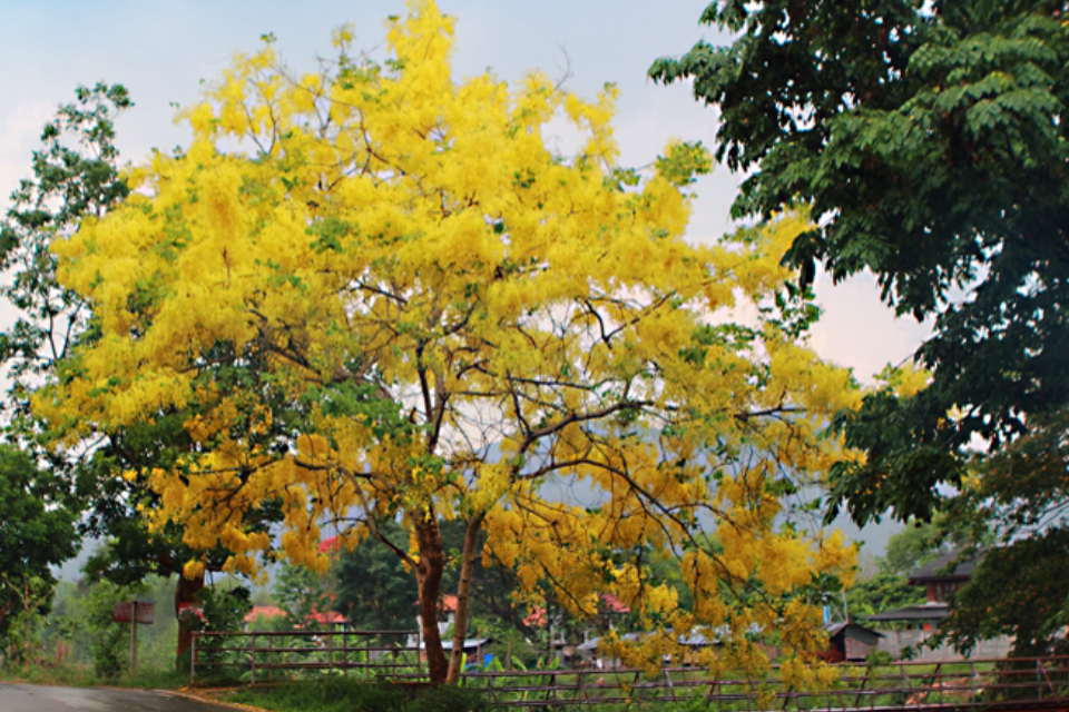 FunkyPix2: Dear Diary: it's the dampish-and-not-too-wet-yet season in ...