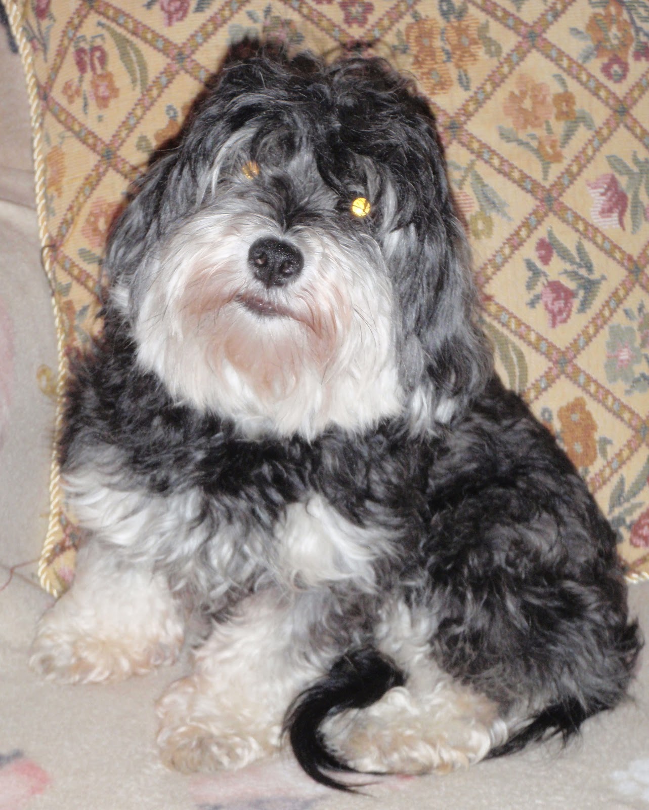 SOUTHERN SILKY TERRIERS & HAVANESE - Puppies For Sale in Alabama ...