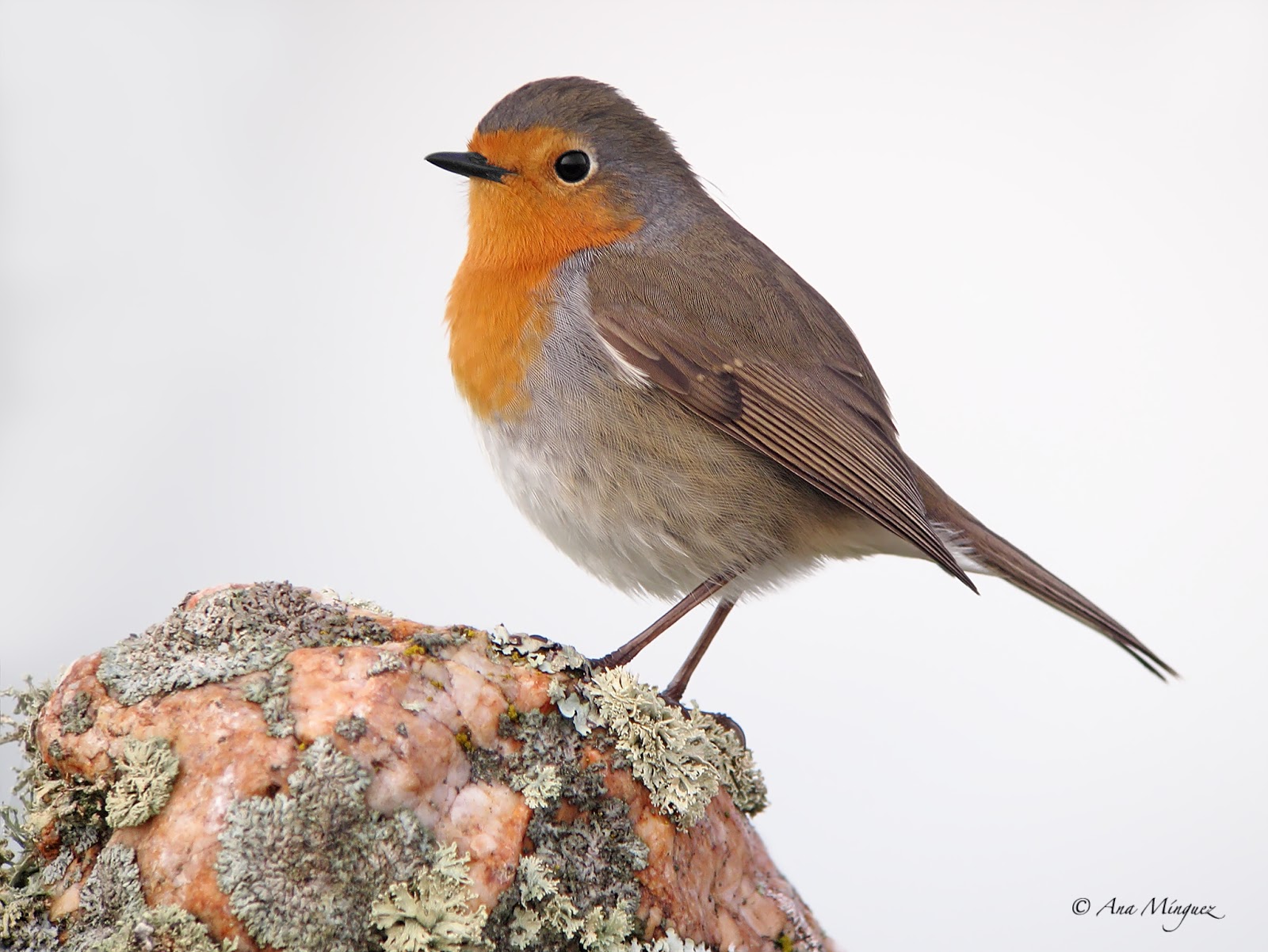 NATURANAFOTOS: Petirrojo