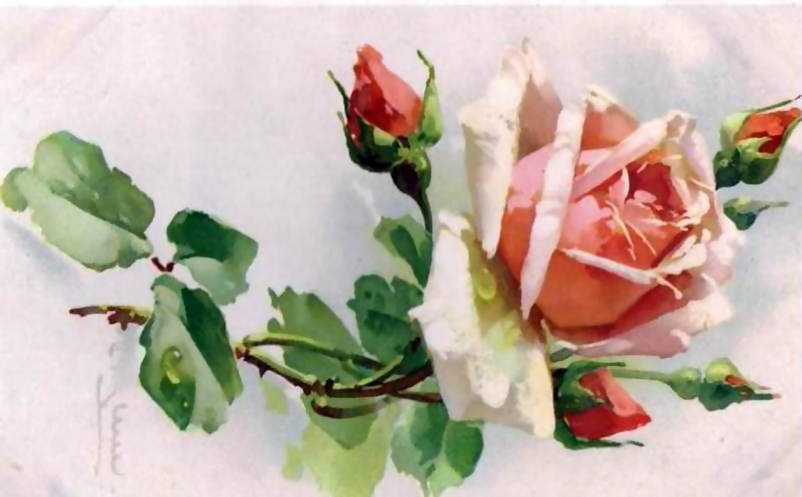 Vintage Art Light Salmon Roses Prints Postcard | Joy Design Studio