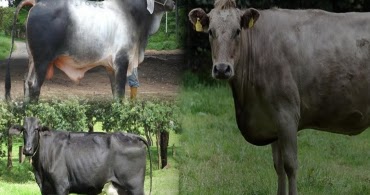 GENETICS: GENÉTICA EN ANIMALES