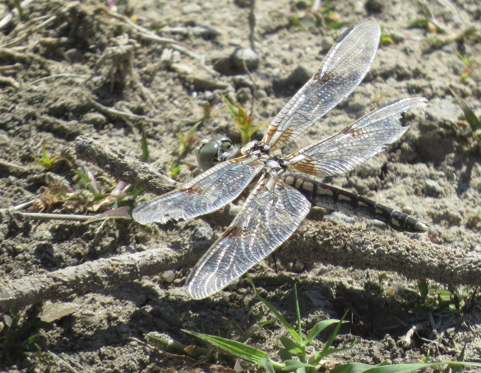 Bug Eric: Shoot First, Ask Questions Later