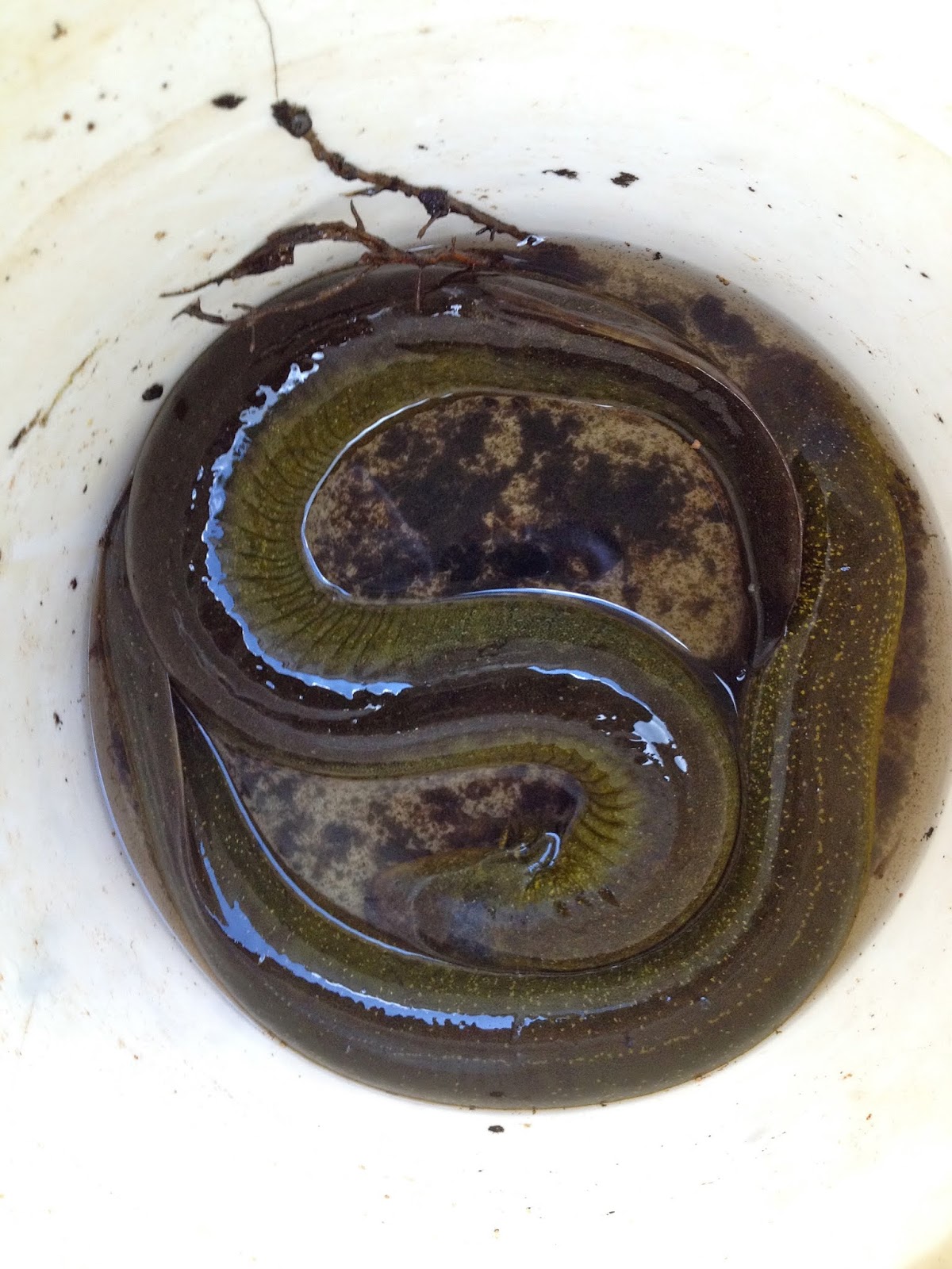 Living Alongside Wildlife: Song of the Siren -- The Story Behind How We ...