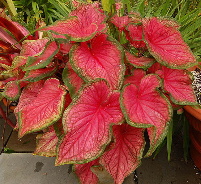 Mi Remanso De Paz : Caladium