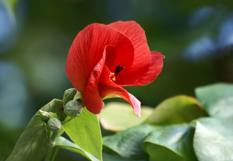 Flower Dictionary: Mahoe Tree / Sea Hibiscus