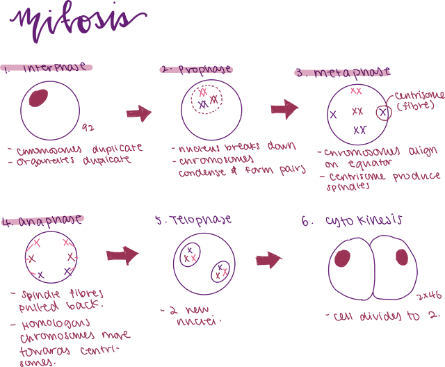 IGCSE Biology: 3.28 understand how division of a diploid cell by ...
