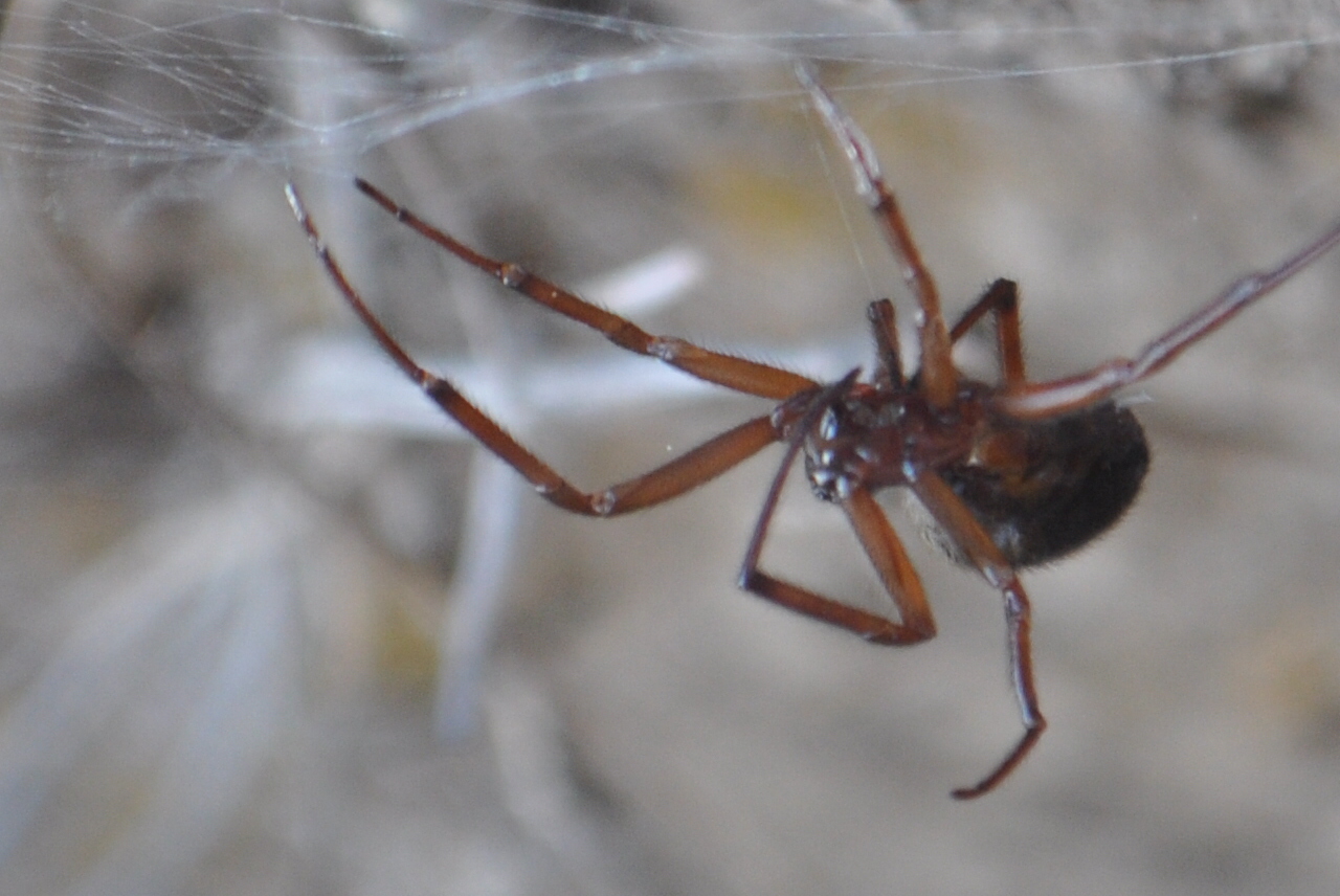 ZOOTOGRAFIANDO (6.057 ANIMALS): FALSA VIUDA NEGRA / NOBLE FALSE WIDOW ...