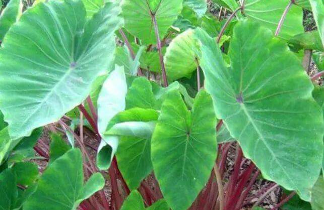 10 MANFAAT LUAR BIASA DAUN TALAS BAGI KESEHATAN | Suhu Dunia