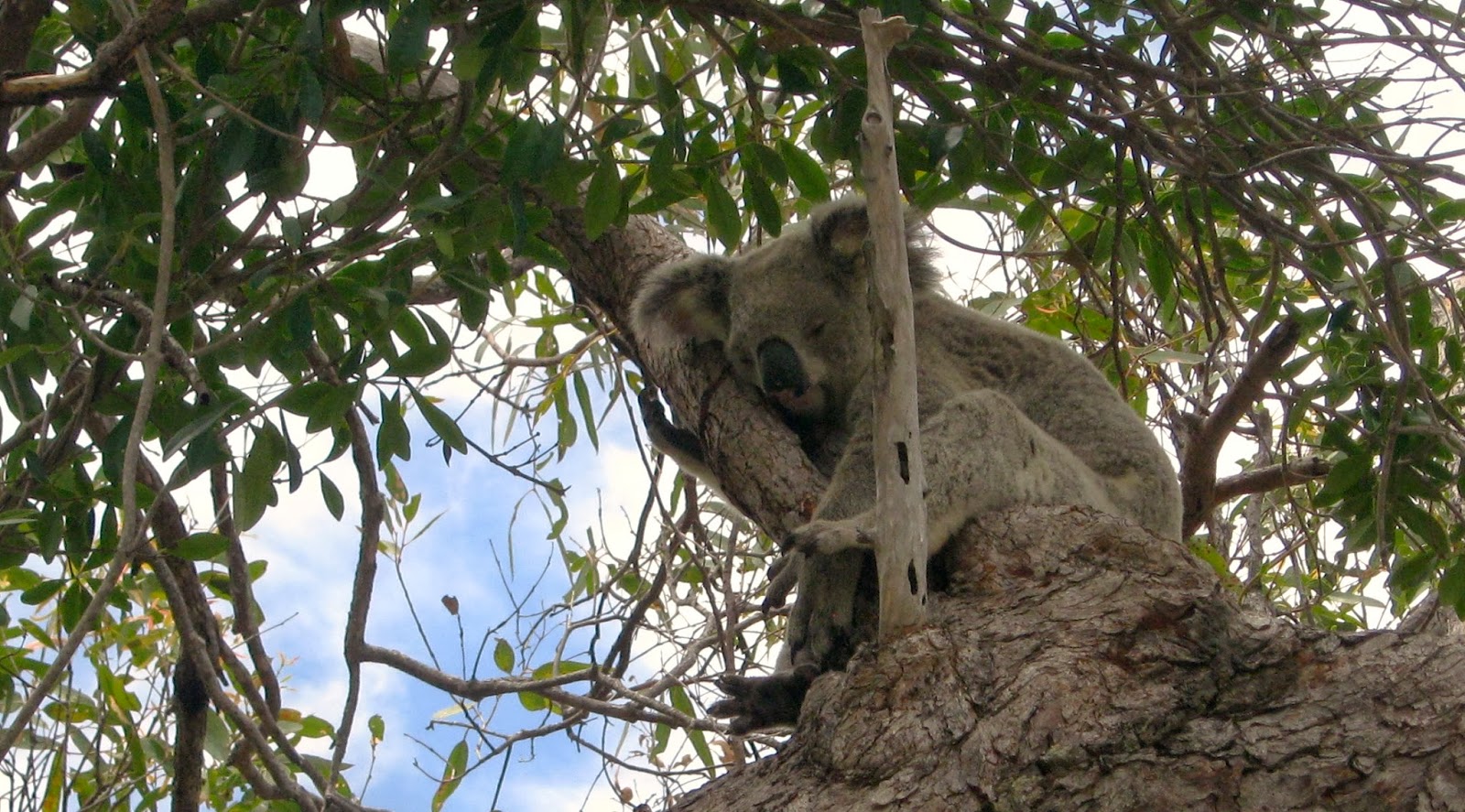 Little Darwin: ASIO PERSON OF INTEREST SPIES ON CAMOUFLAGED KOALAS