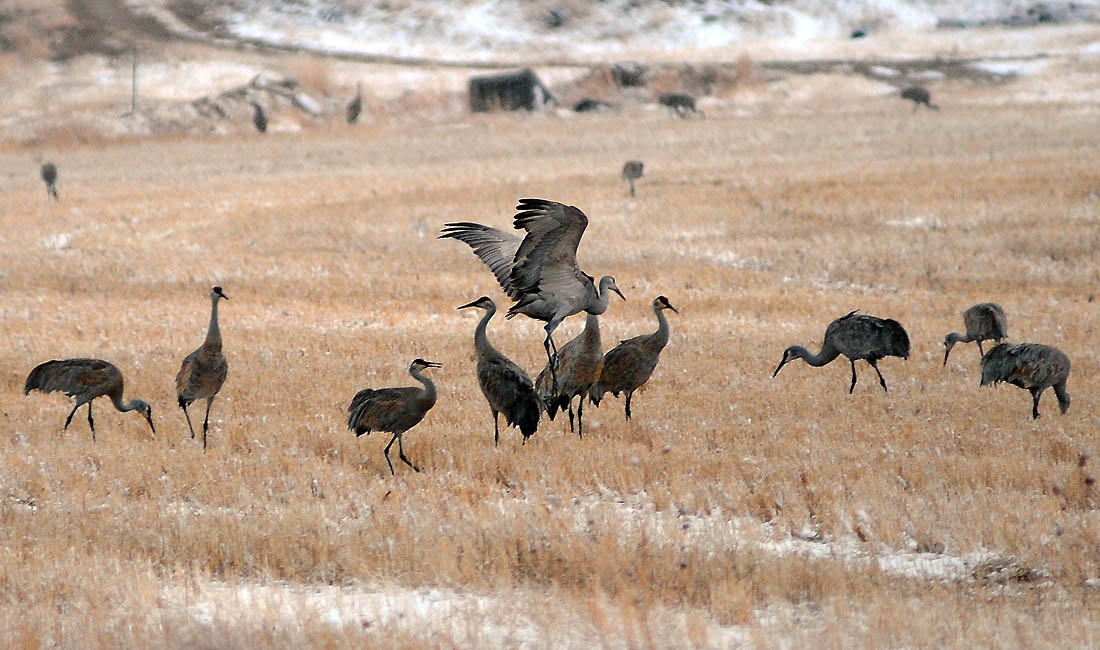 Wyoming Photos: Sandhill Cranes & March snow