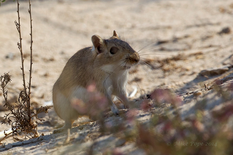 Kuwait Birding: Skulkers and posers