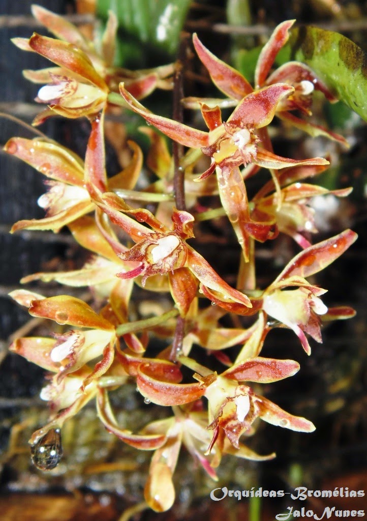 ORQUÍDEAS * BROMÉLIAS: 231 - Orquídea: Macradenia Multiflora
