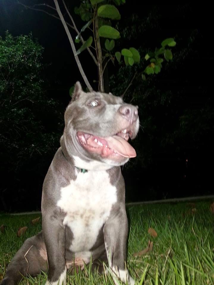 Carvalho Bulls: O American Bully - Origem Carvalho Bulls: O American Bully - Origem