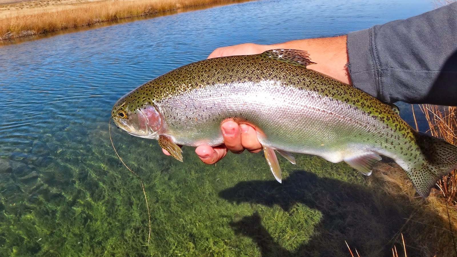The Fly Syndicate: The Ruby Marshes - An Eastern Nevada Gem