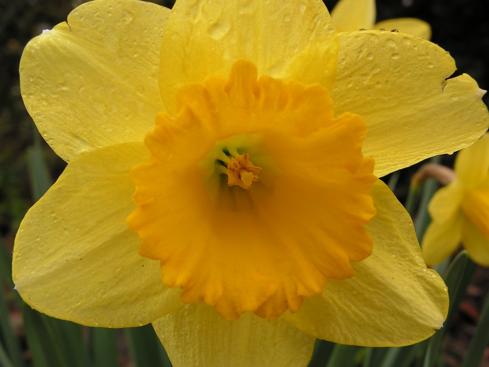 Daffodils
