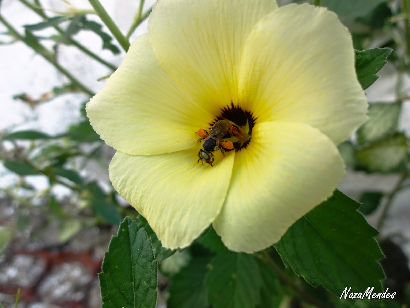 Brasil Insetos!!! Do Caçadores de Insetos!!!: Flor Chanana ou Xanana ...