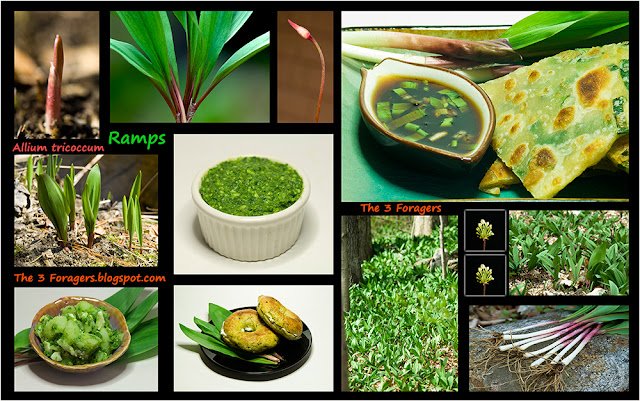 The 3 Foragers: Foraging for Wild, Natural, Organic Food: Photo Collage ...