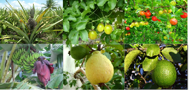 Fruticultura, Cultivo de Plantas Frutíferas - Enciclopédia Global™