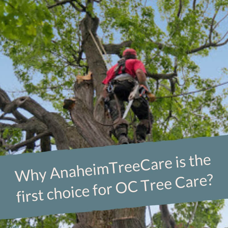 Why AnaheimTreeCare is the first choice for OC Tree Care?