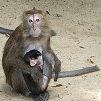 Facts of Leyte and Samar Islands, Philippines: Eastern Samar (Animal ...