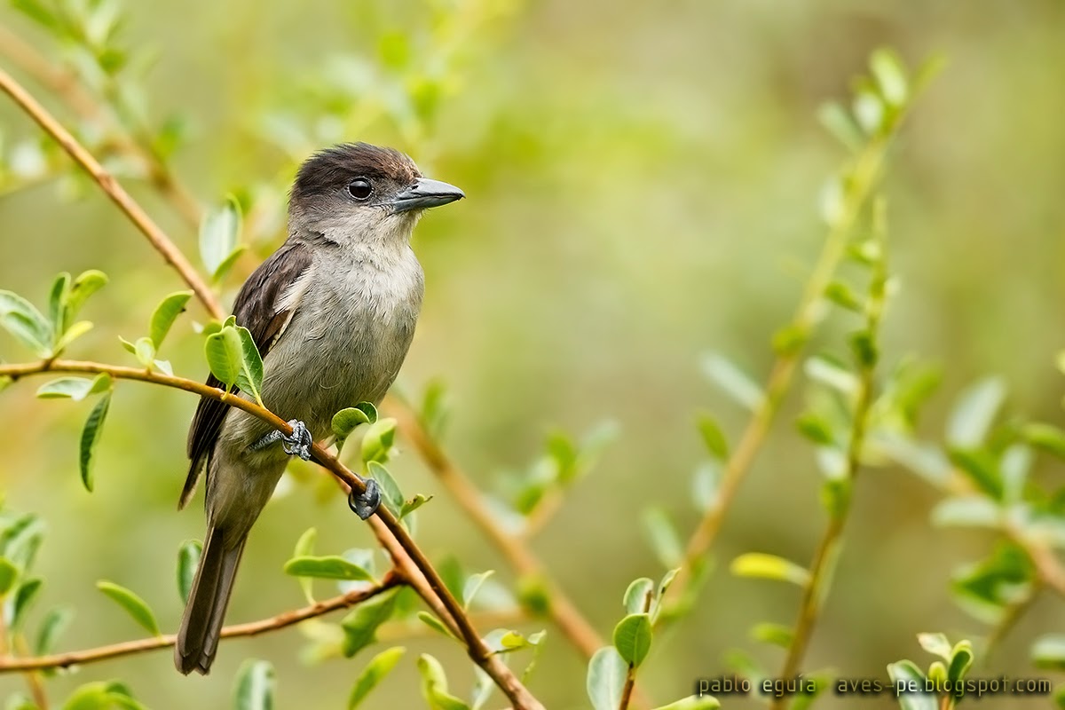 mis fotos de aves: Pachyramphus validus Anambé Grande Crested Becard