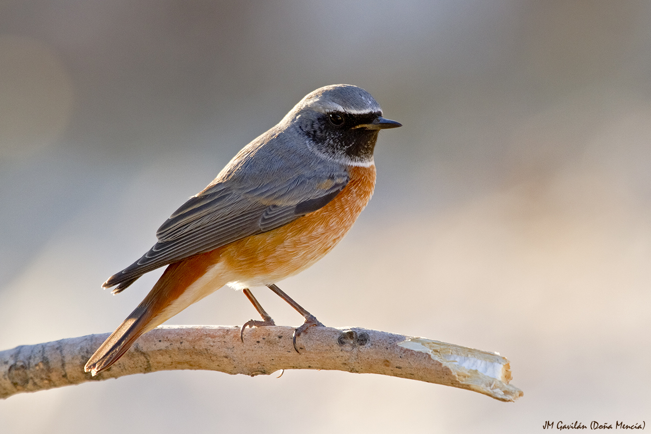 Fotografía de Naturaleza - JM Gavilán: Colirrojo real (Phoenicurus ...