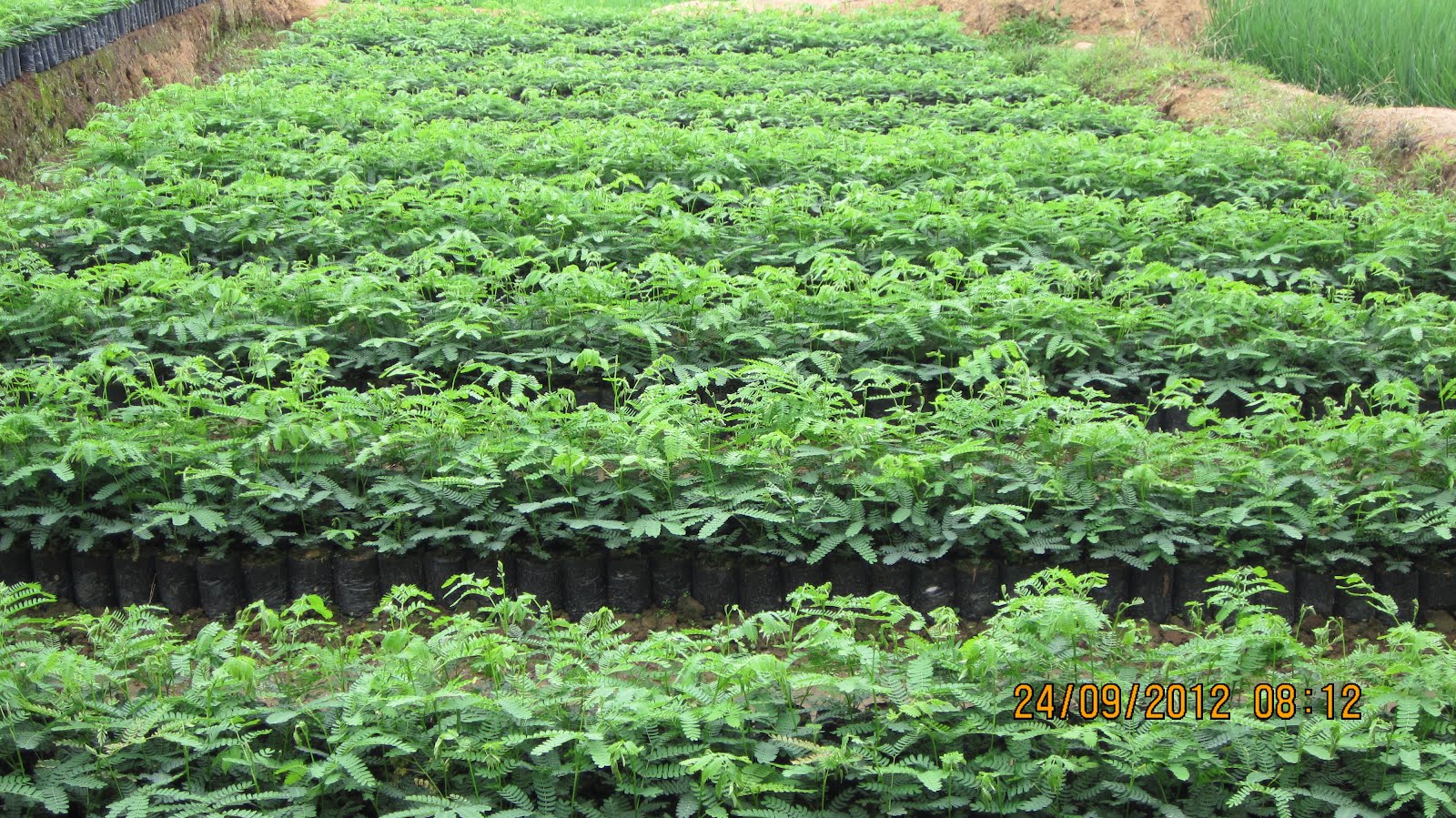 Jual Bibit Tanaman Kayu Albasia | Albasia Jawa Tengah | Bibit Albasia ...