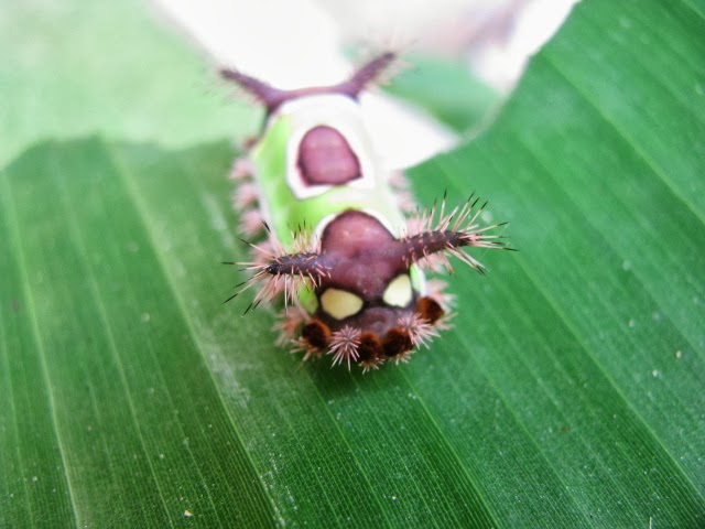 In the Garden: Pest Worm/Caterpillar