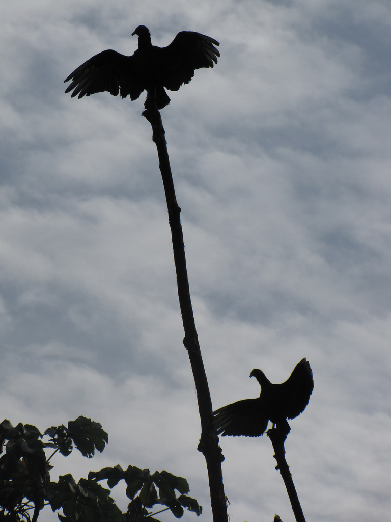 uwak - philippin news collections