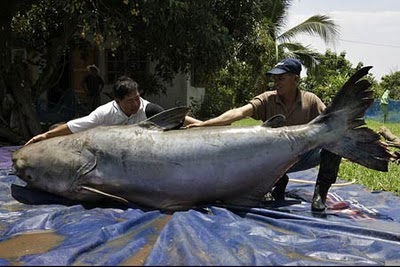 6 Ikan Air Tawar Terbesar di Dunia - Ku Kasi Tau