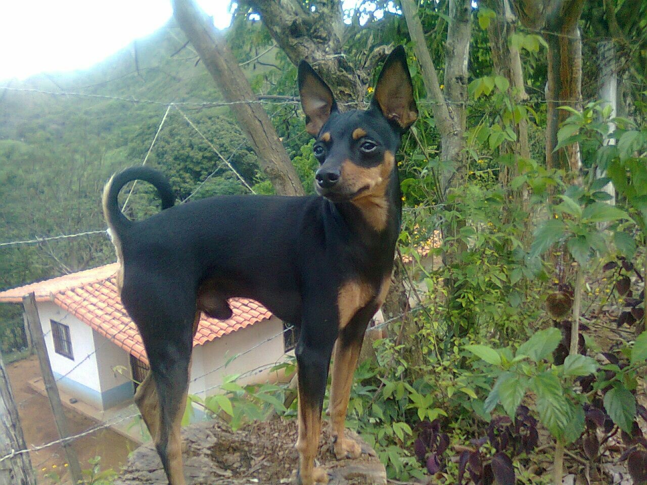 DESDE VILLA DE CURA: PERRITO EXTRAVIADO, RAZA PINCHER ¿LO HAN VISTO?