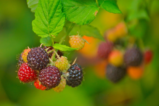 Savoring Servant: Black raspberries!