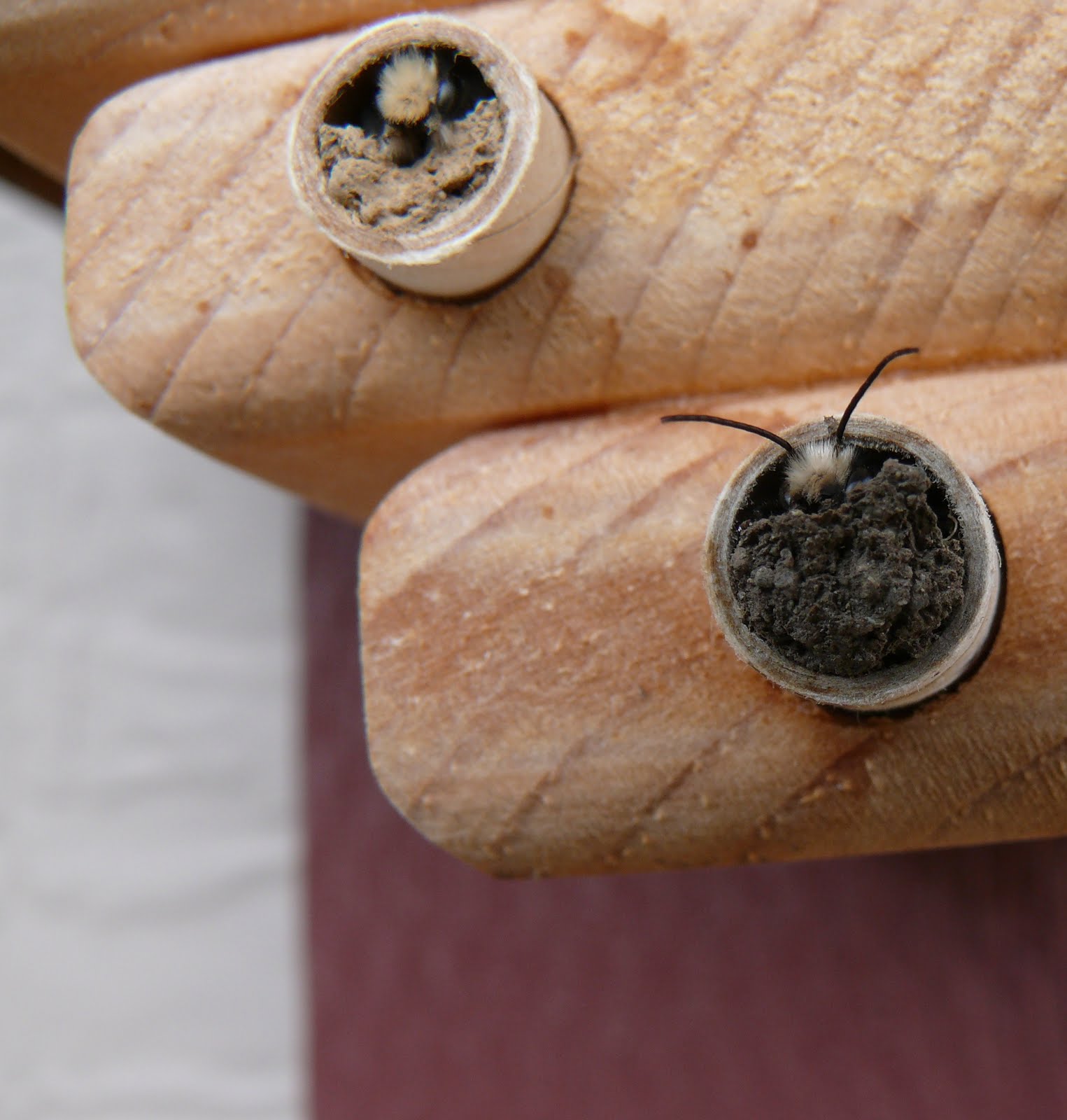 The David Allinson Blog