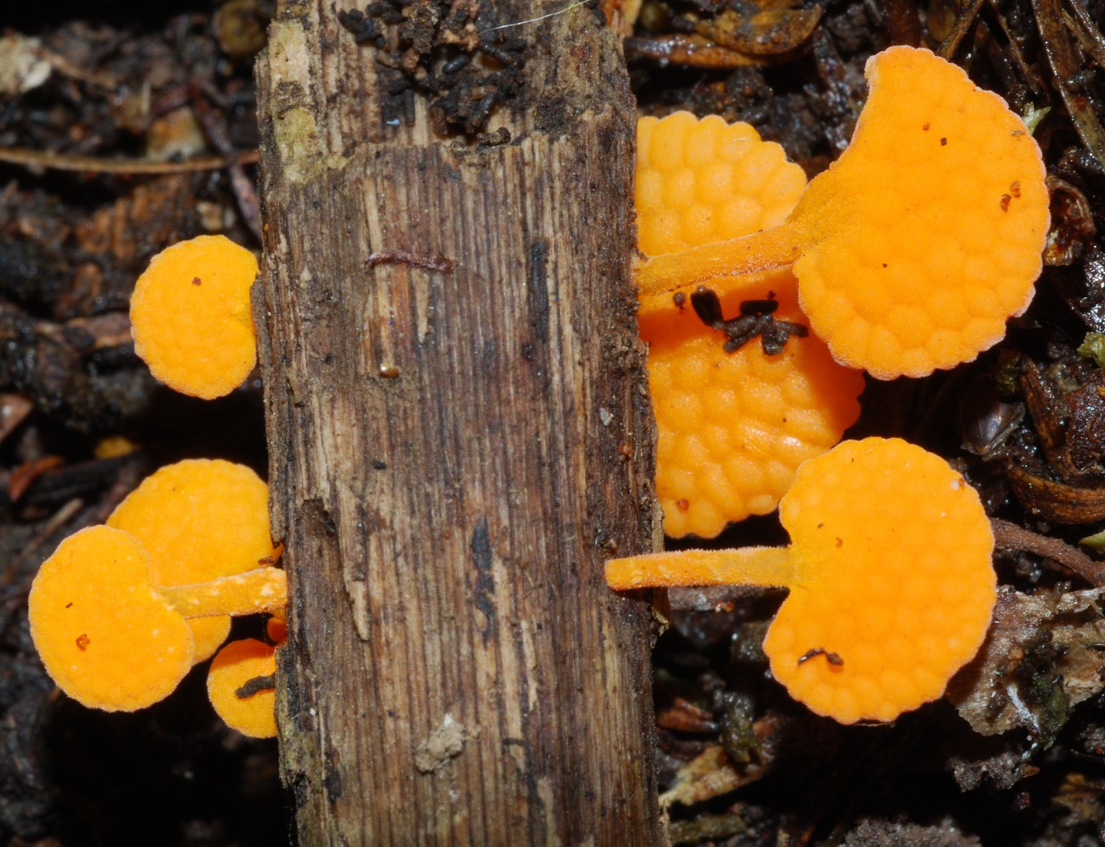 Real Monstrosities: Orange Pore Fungus